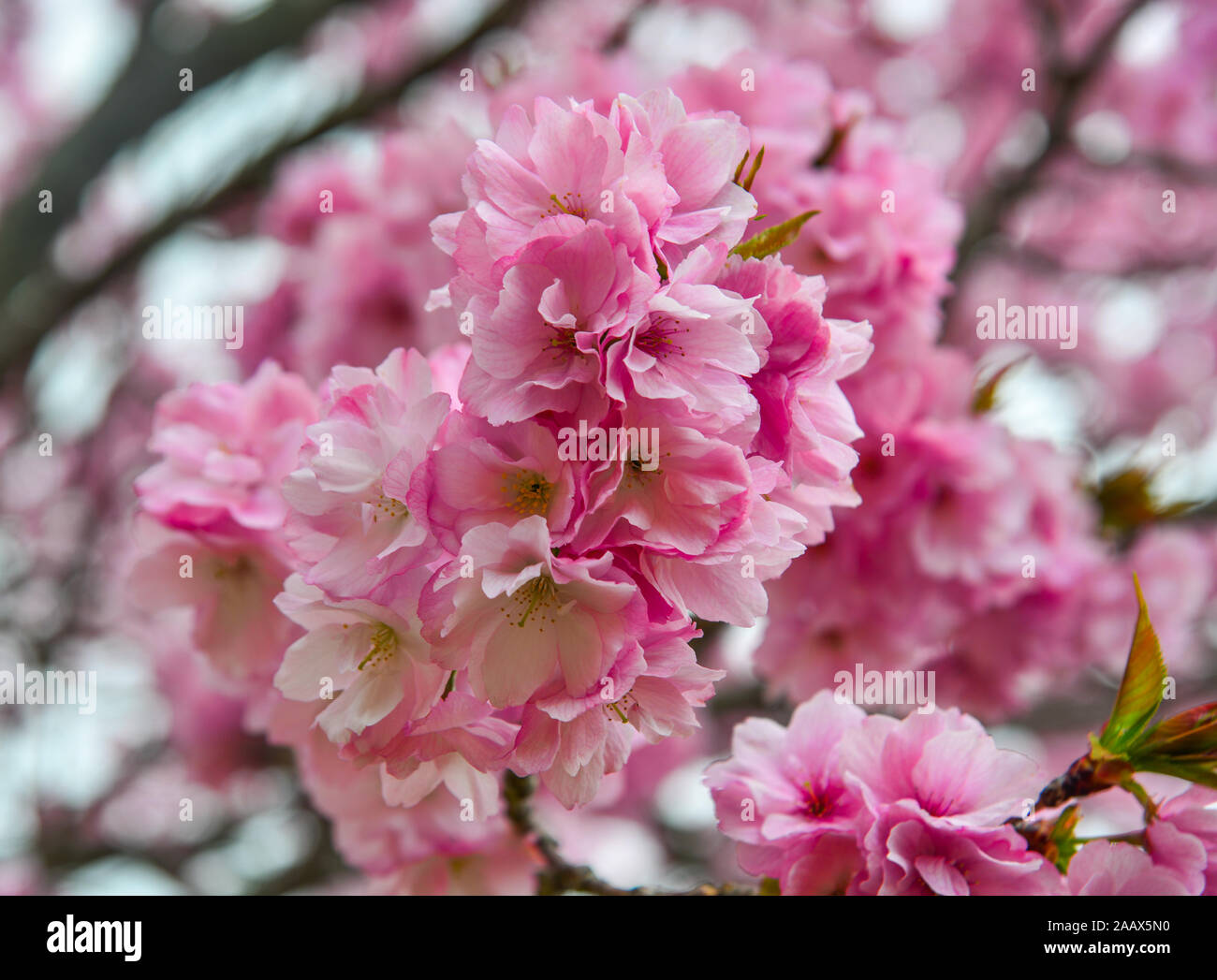 Cherry blossom (hanami) in Nara, Japan. Cherry blossom festivals are ...