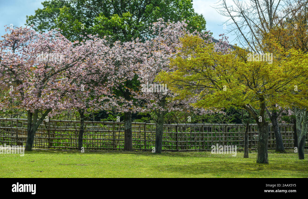 Cherry blossom (hanami) in Nara, Japan. Cherry blossom festivals are ...