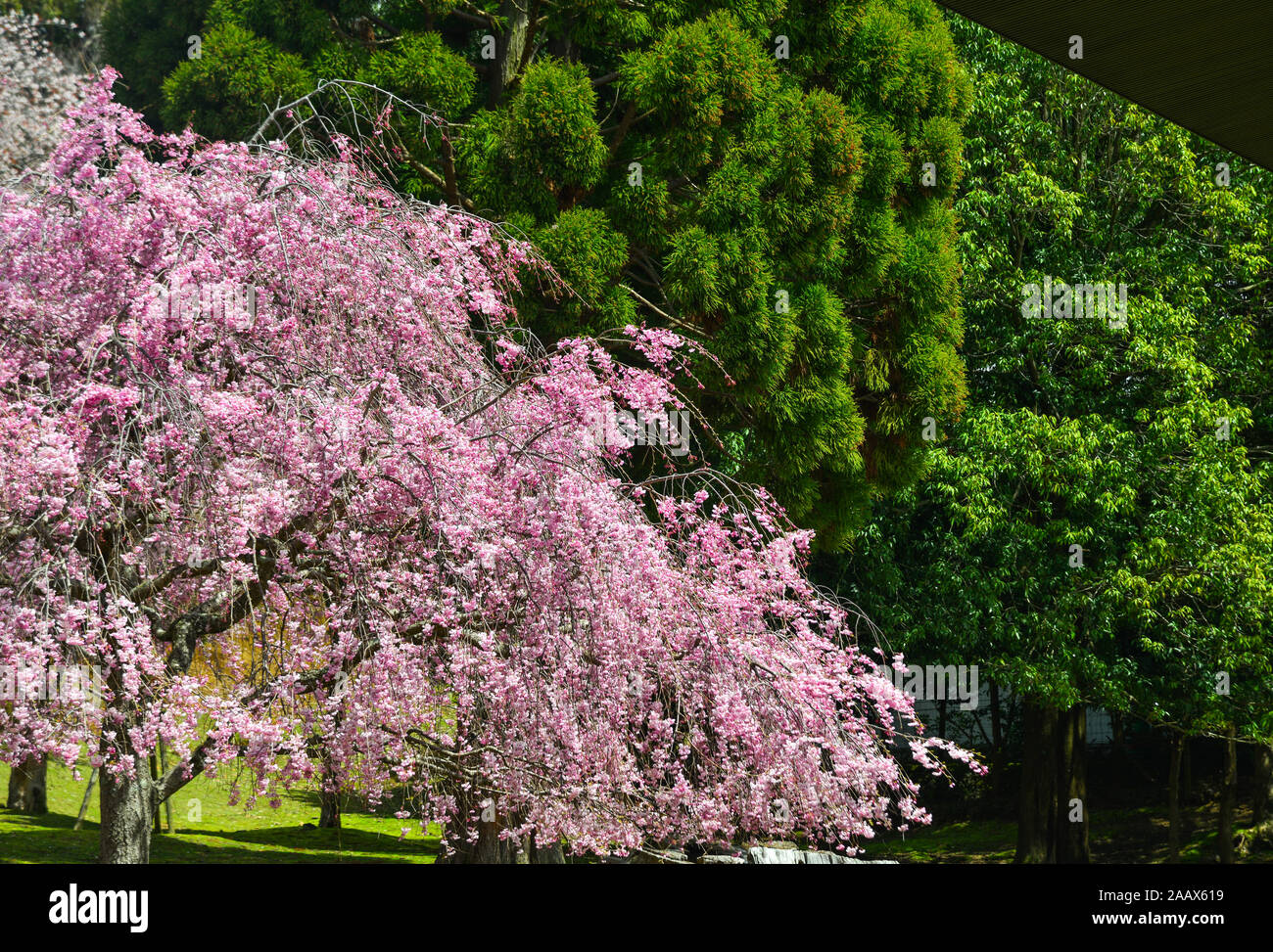 Cherry blossom (hanami) in Nara, Japan. Cherry blossom festivals are ...