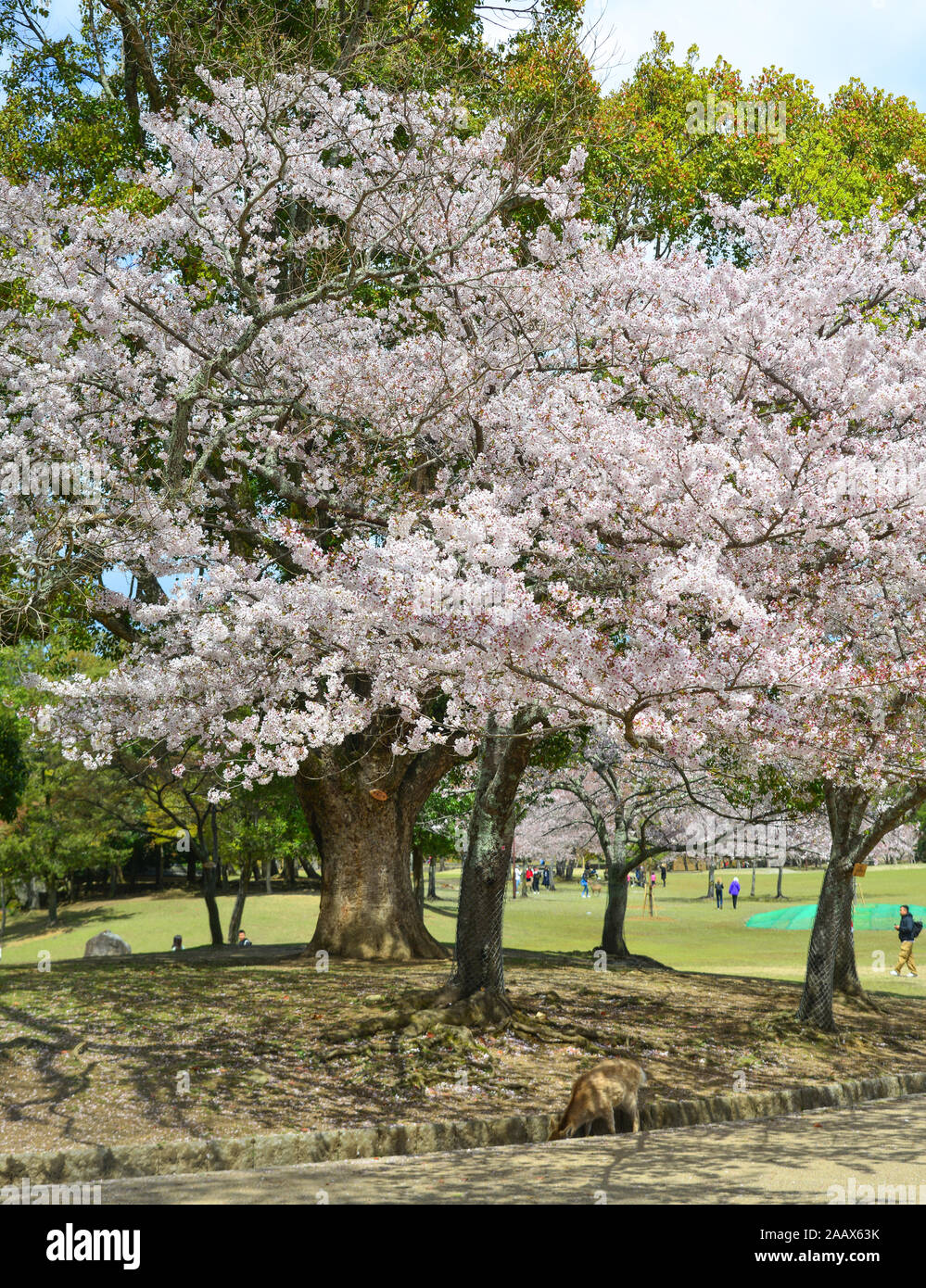 Cherry blossom (hanami) in Nara, Japan. Cherry blossom festivals are ...