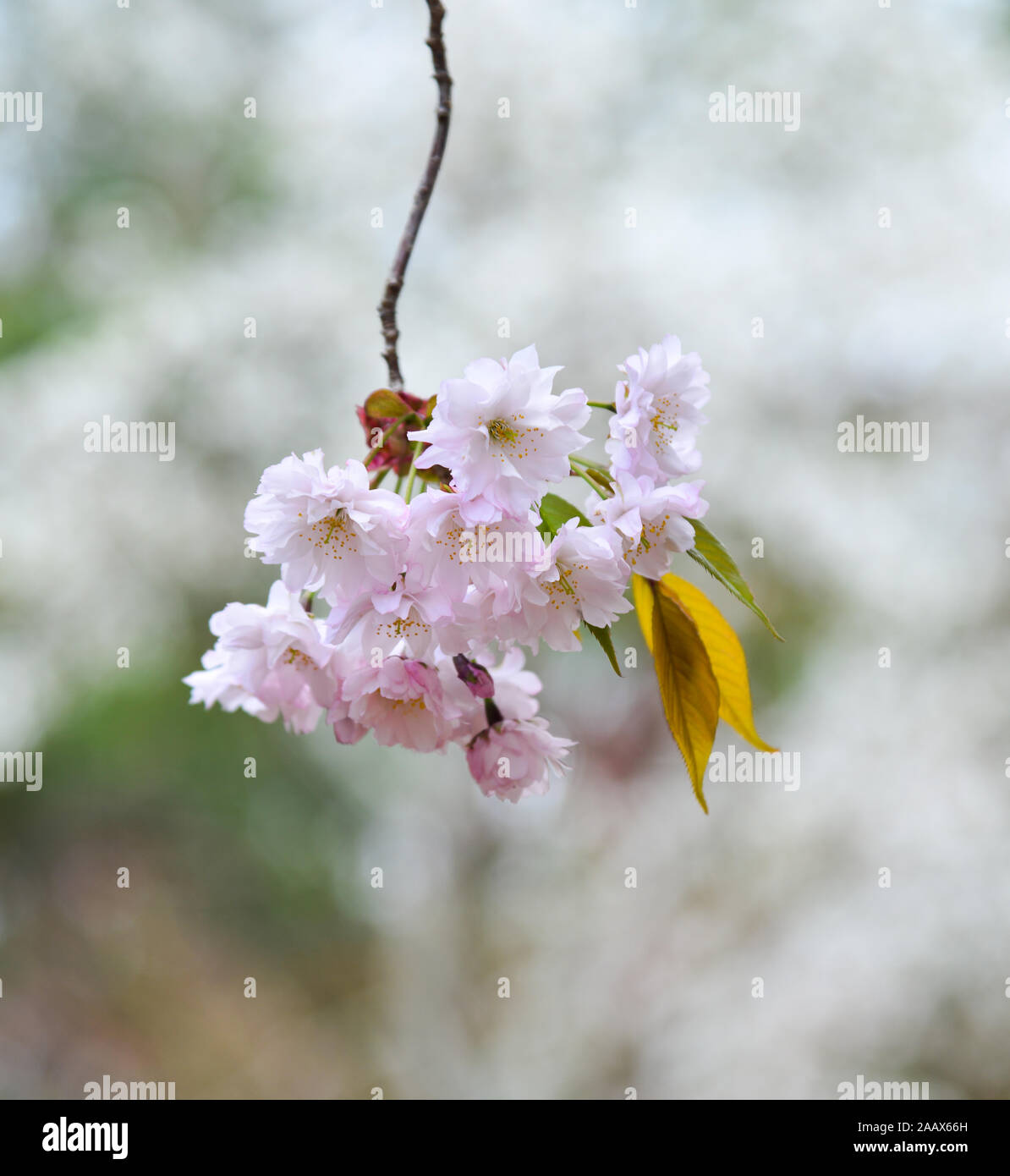 Cherry blossom (hanami) in Nara, Japan. Cherry blossom festivals are ...