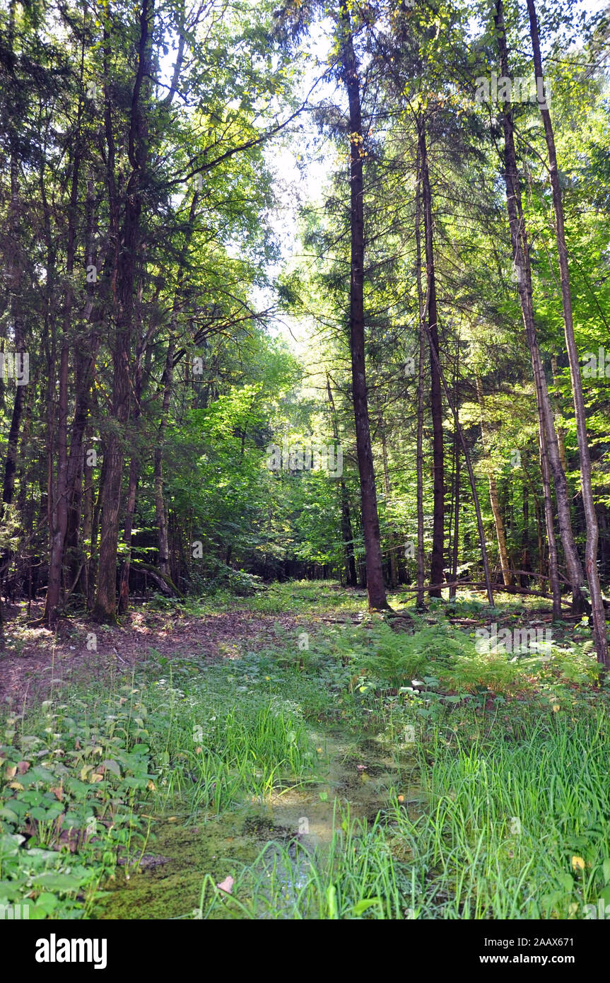 Breaking Tree Branches High Resolution Stock Photography and Images - Alamy