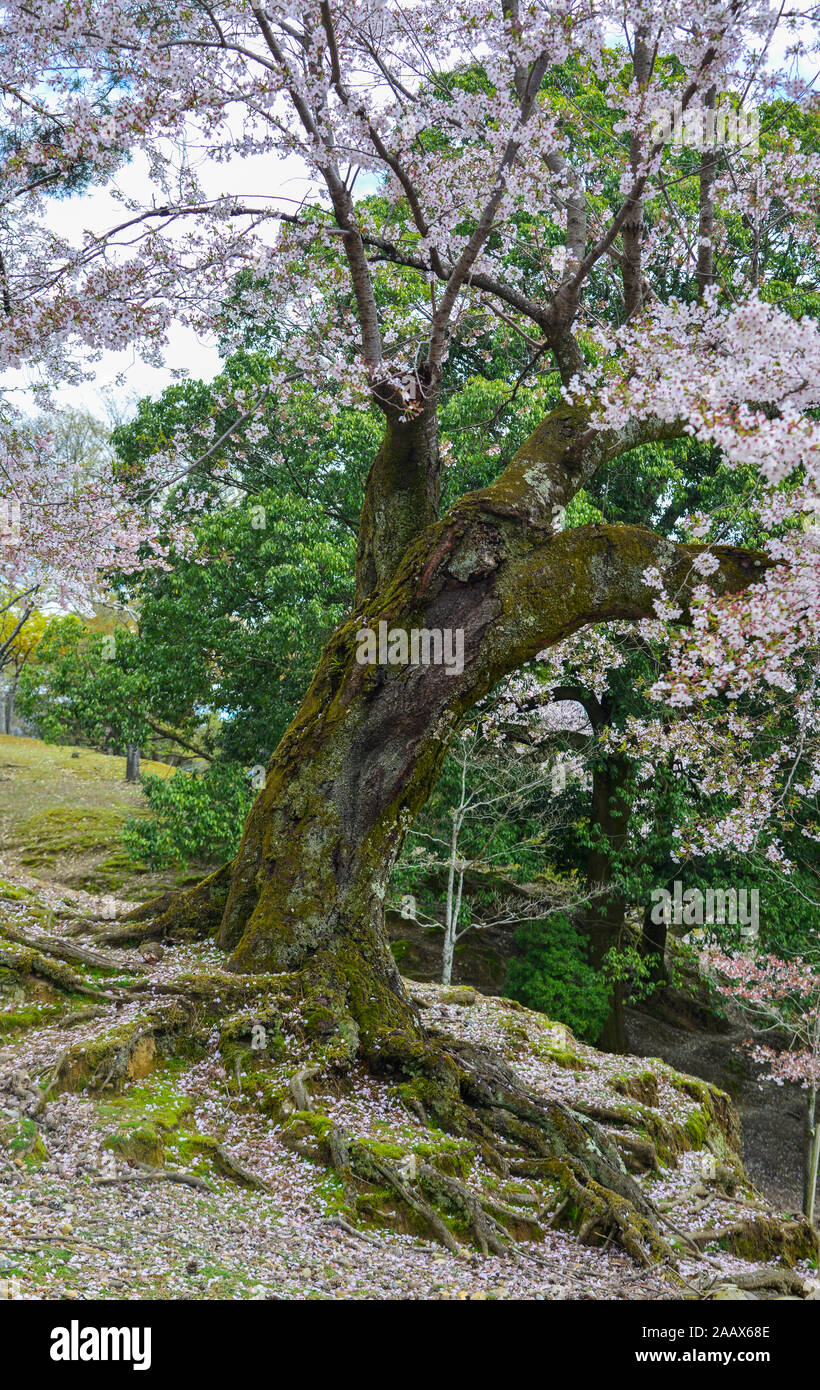 Cherry blossom (hanami) in Nara, Japan. Cherry blossom festivals are ...