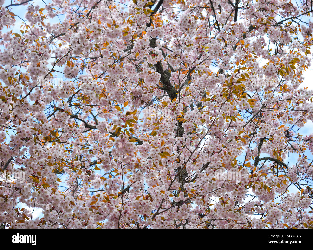 Cherry blossom (hanami) in Nara, Japan. Cherry blossom festivals are ...
