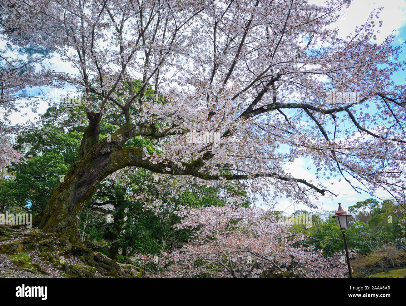 Cherry blossom (hanami) in Nara, Japan. Cherry blossom festivals are ...