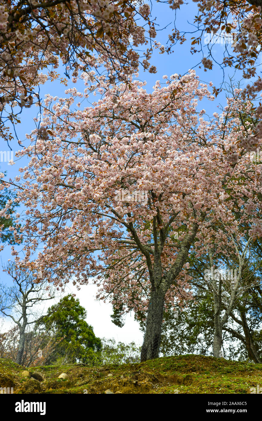Cherry blossom (hanami) in Nara, Japan. Cherry blossom festivals are ...
