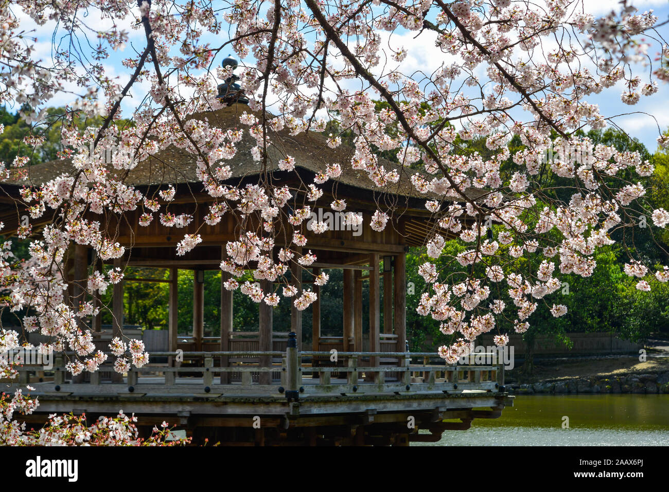 Sagi ike pond hi-res stock photography and images - Alamy