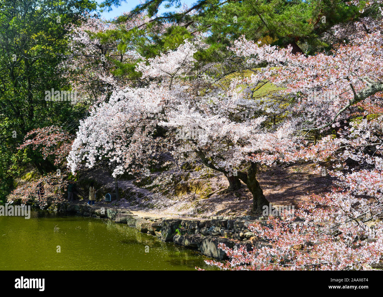 Cherry blossom (hanami) in Nara, Japan. Cherry blossom festivals are ...