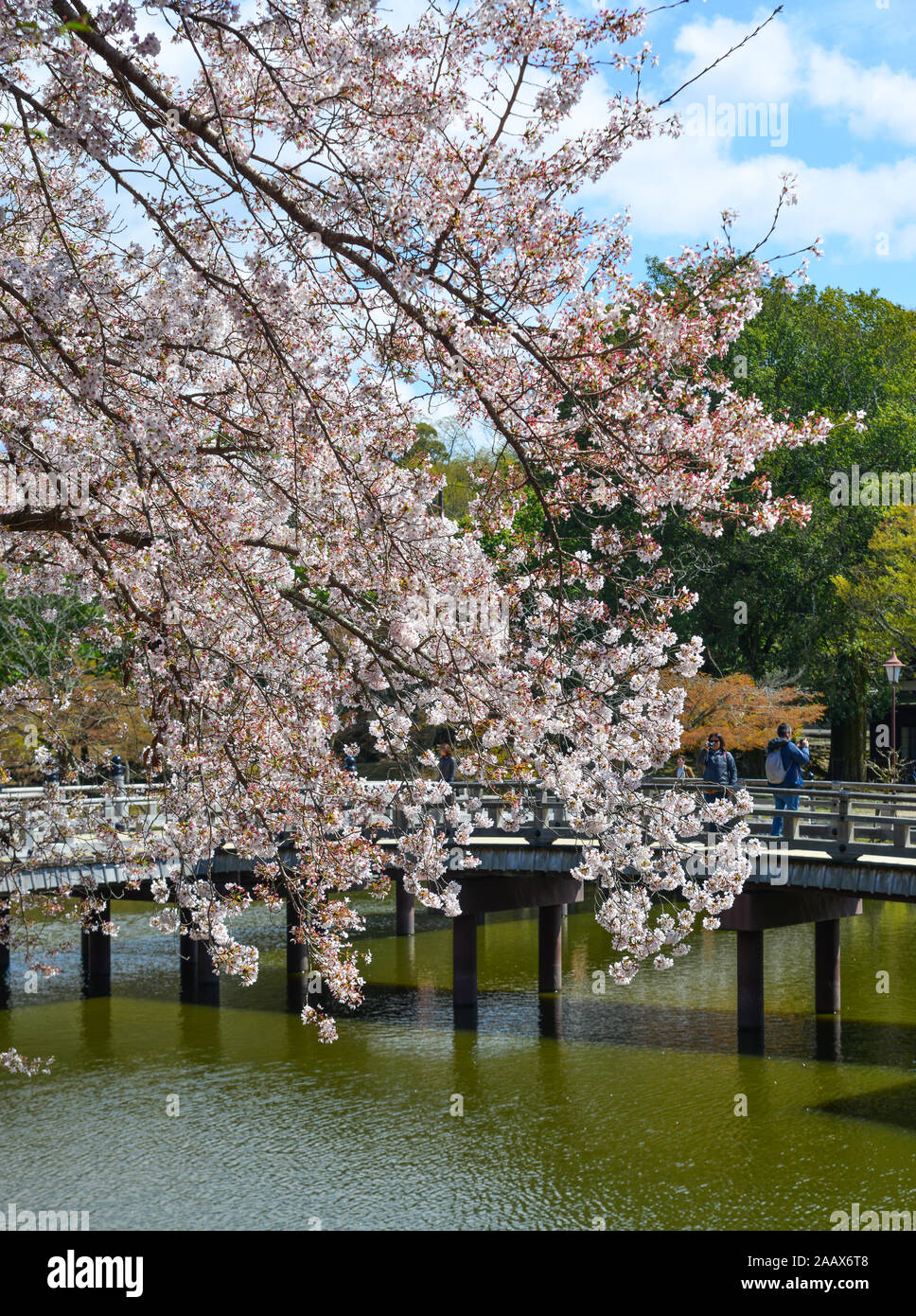 Cherry blossom (hanami) in Nara, Japan. Cherry blossom festivals are ...