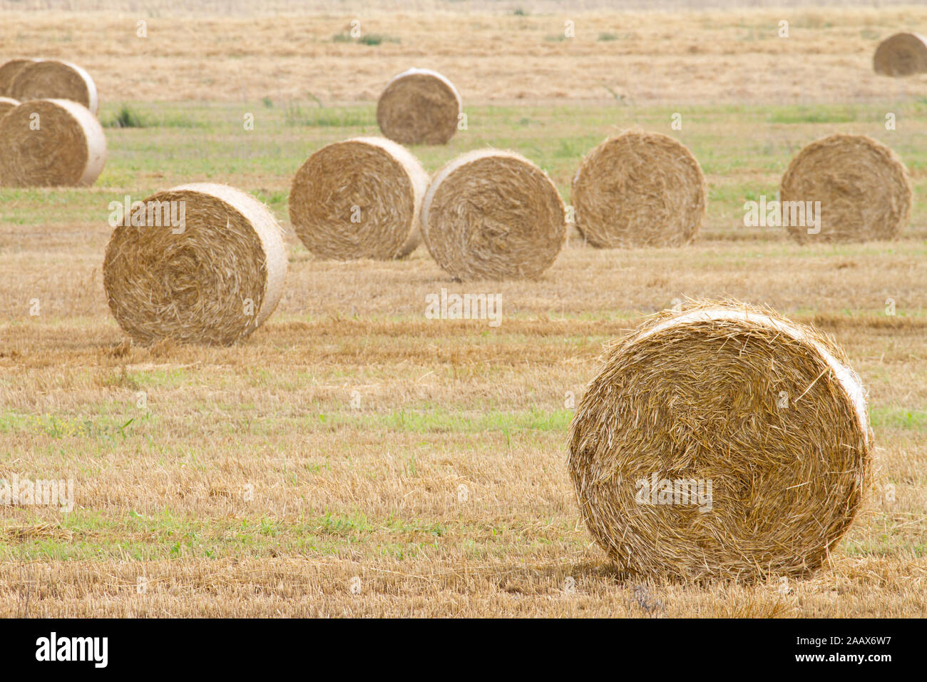 Grain forage hi-res stock photography and images - Alamy