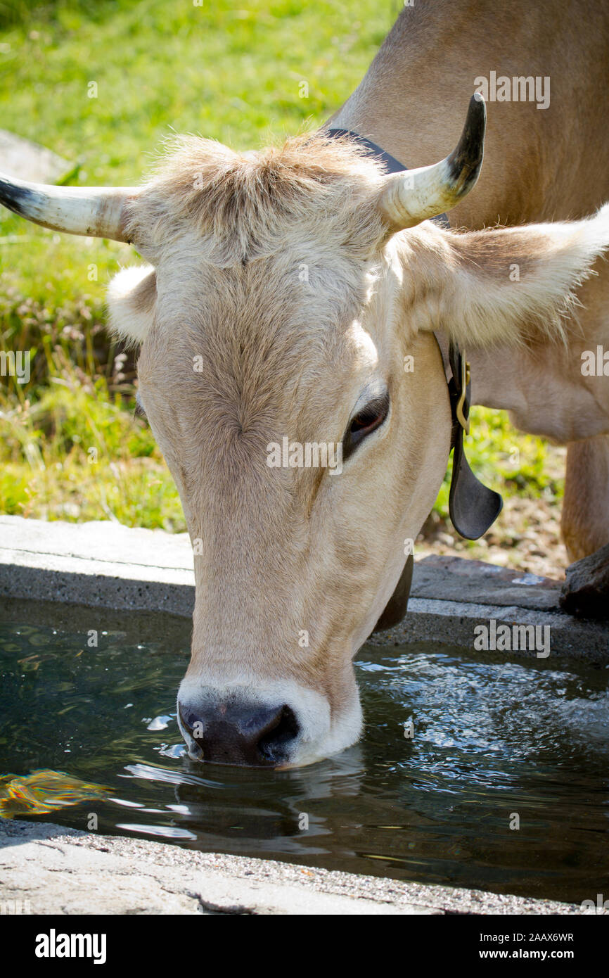 Alpine shepherd portrait hi-res stock photography and images - Alamy