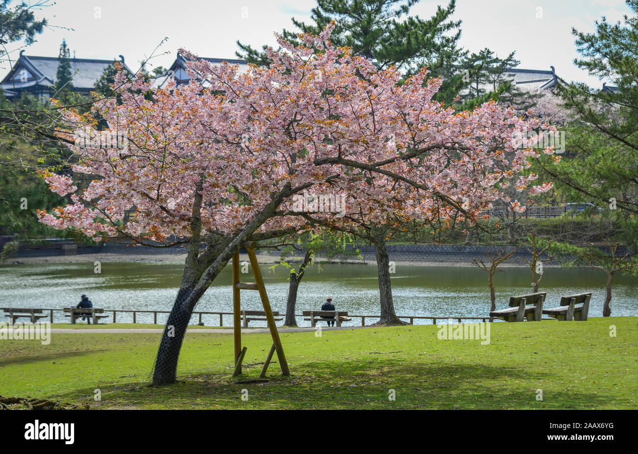 Cherry blossom (hanami) in Nara, Japan. Cherry blossom festivals are ...