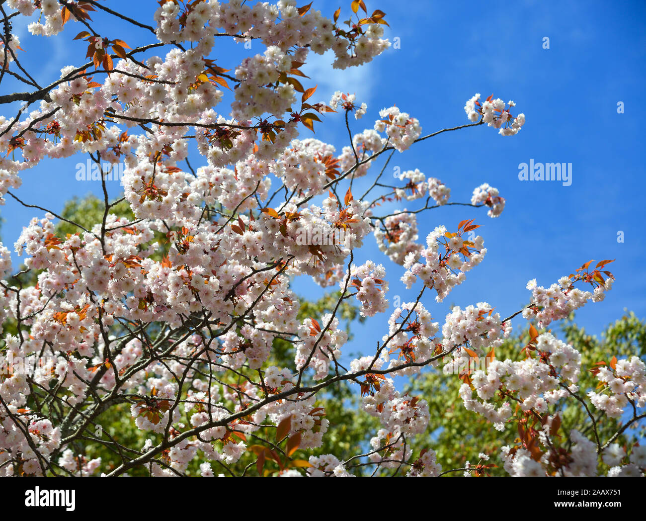 Cherry blossom (hanami) in Nara, Japan. Cherry blossom festivals are ...