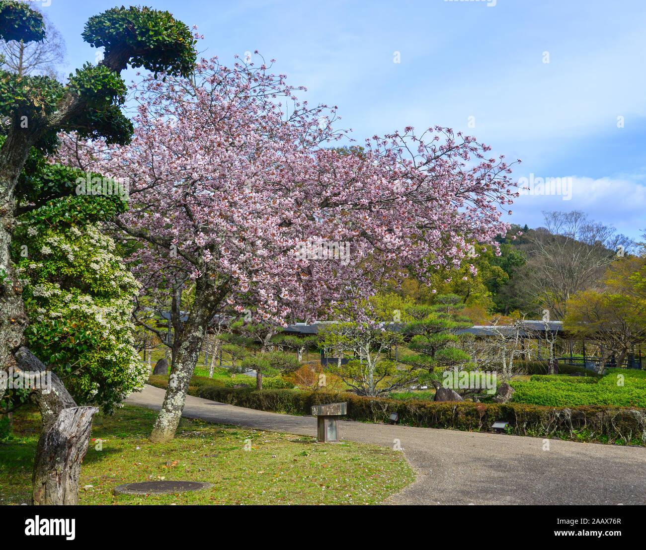 Cherry blossom (hanami) in Kyoto, Japan. Cherry blossom festivals are ...
