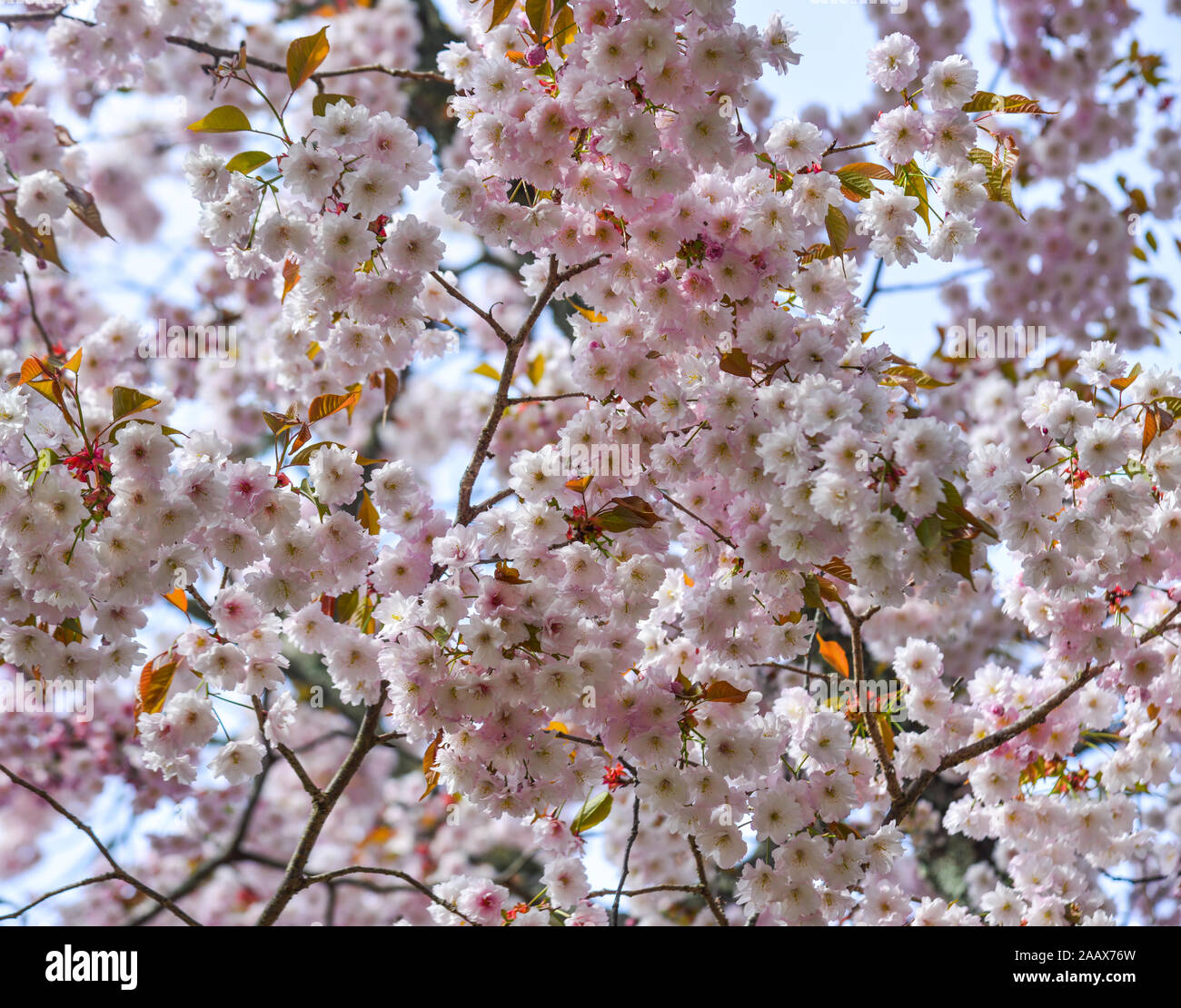 Cherry blossom (hanami) in Kyoto, Japan. Cherry blossom festivals are ...