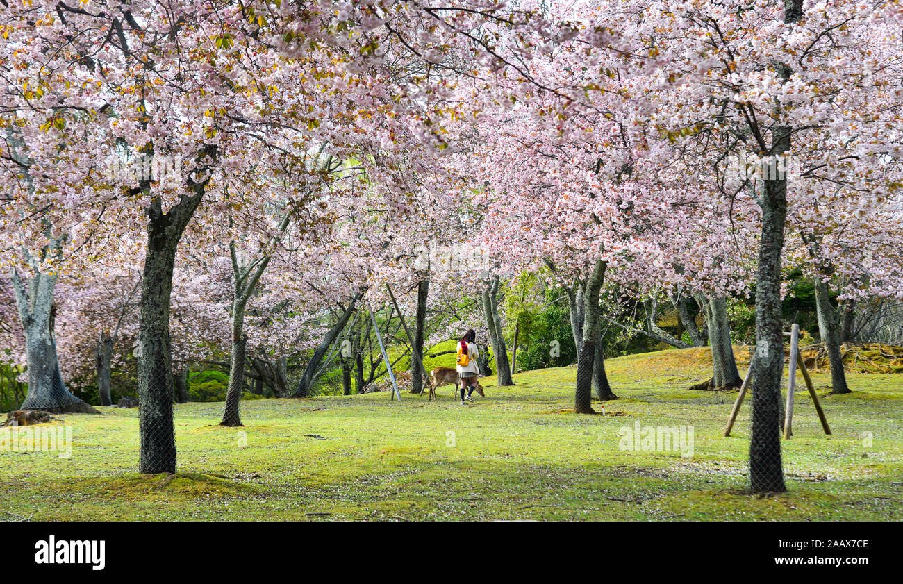 Cherry blossom (hanami) in Kyoto, Japan. Cherry blossom festivals are ...