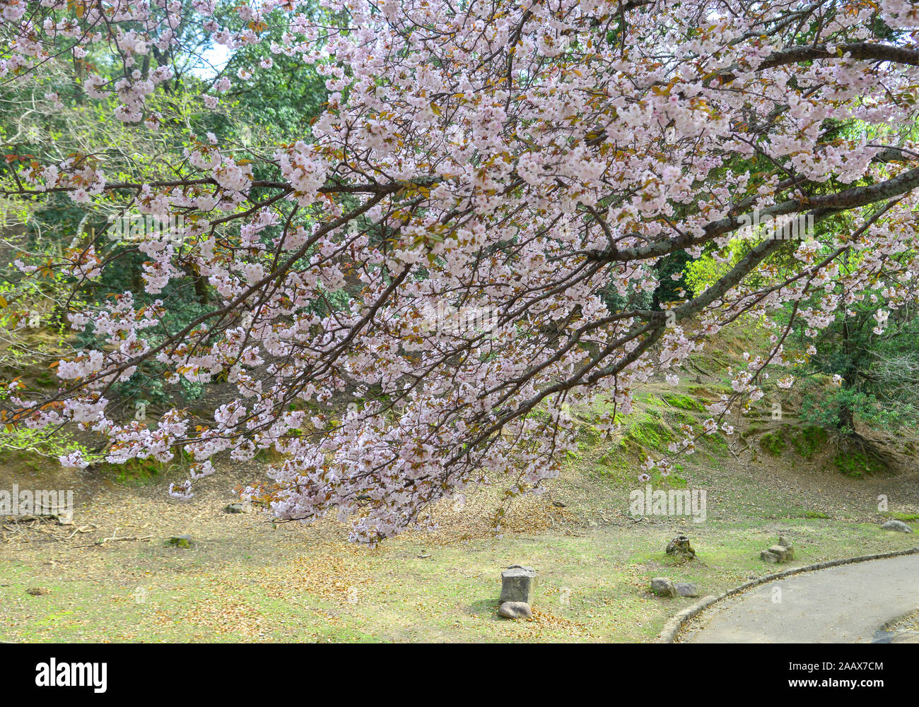 Cherry blossom (hanami) in Kyoto, Japan. Cherry blossom festivals are ...