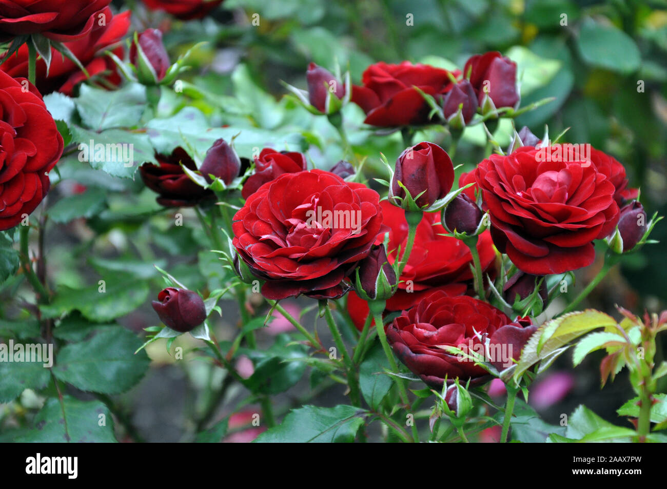 Red rose flower blooming hi-res stock photography and images - Alamy