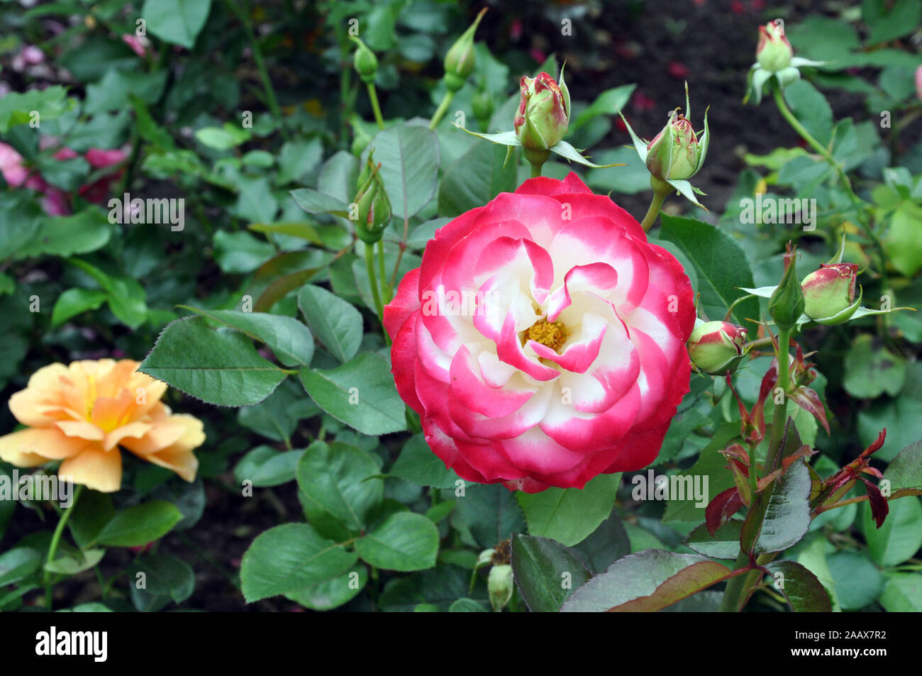 Red rose flower blooming hi-res stock photography and images - Alamy