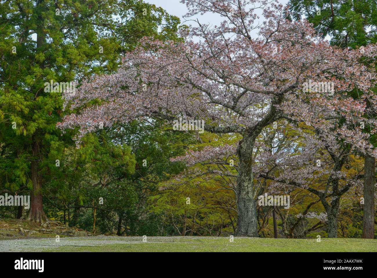 Cherry blossom (hanami) in Kyoto, Japan. Cherry blossom festivals are ...