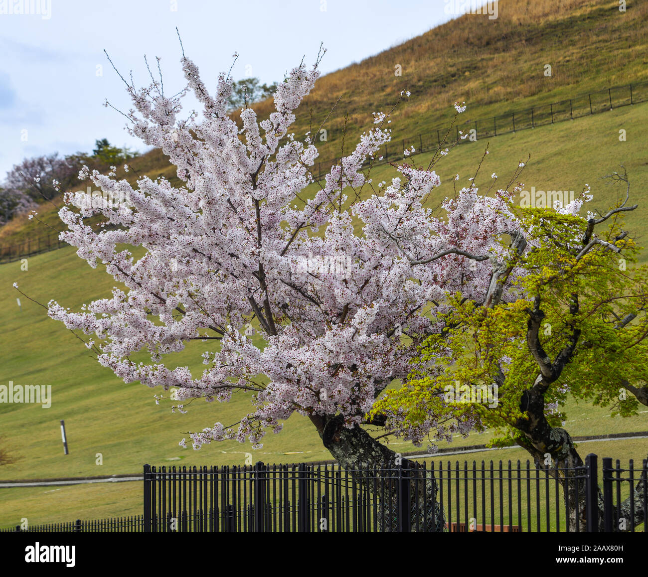 Cherry blossom (hanami) in Kyoto, Japan. Cherry blossom festivals are ...