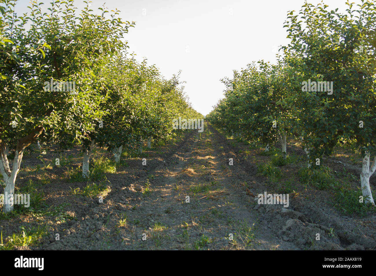 Apple garden in the countryside Stock Photo - Alamy