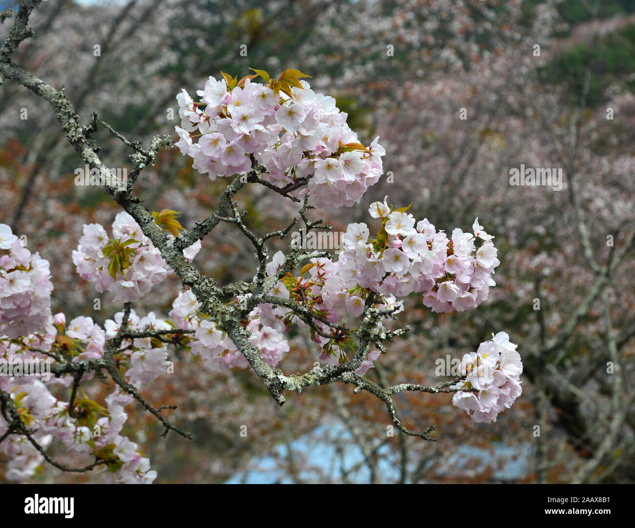 Cherry blossom (hanami) in Yoshino Park, Japan. Cherry blossom ...