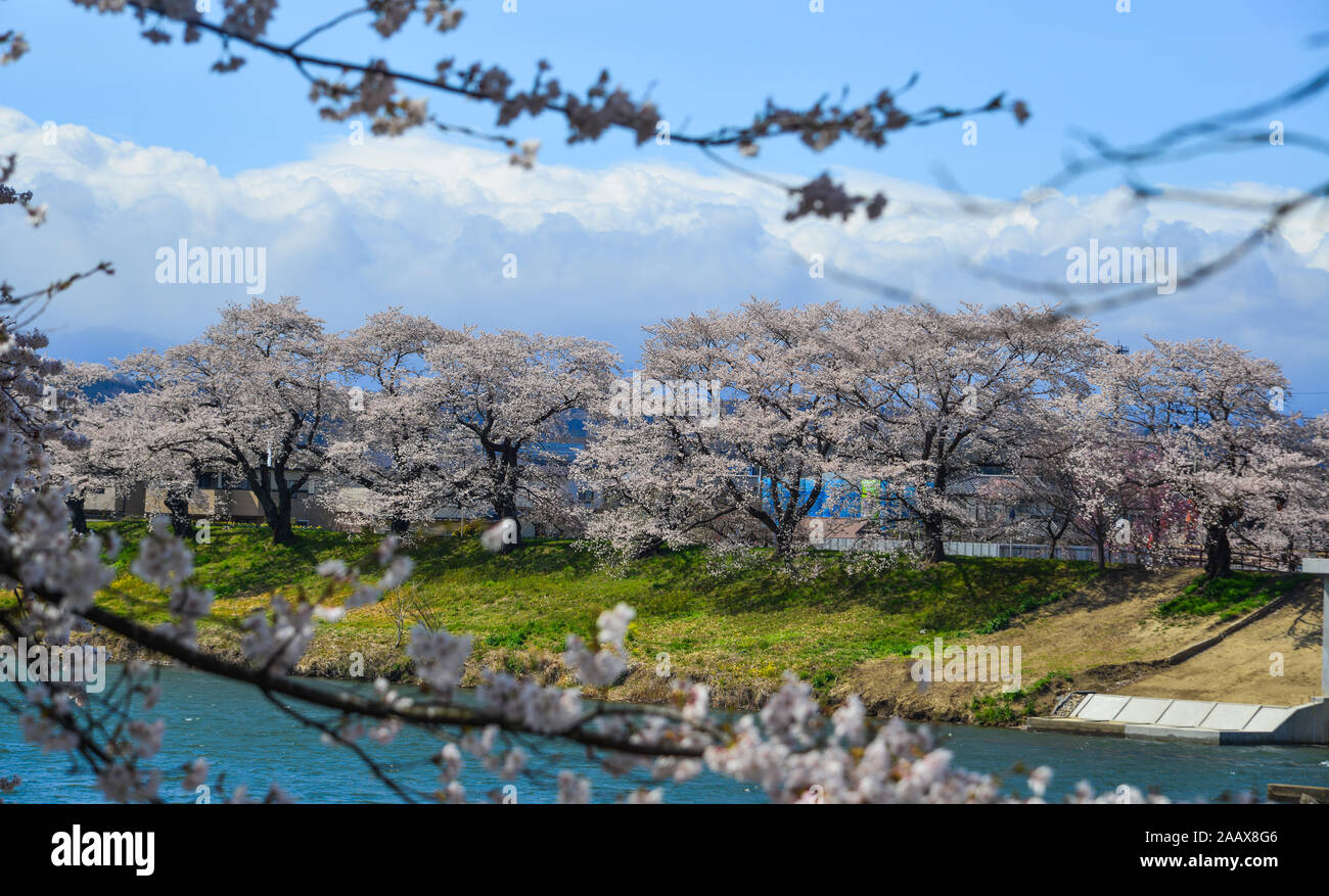 Cherry blossom (hanami) in Yoshino Park, Japan. Cherry blossom ...