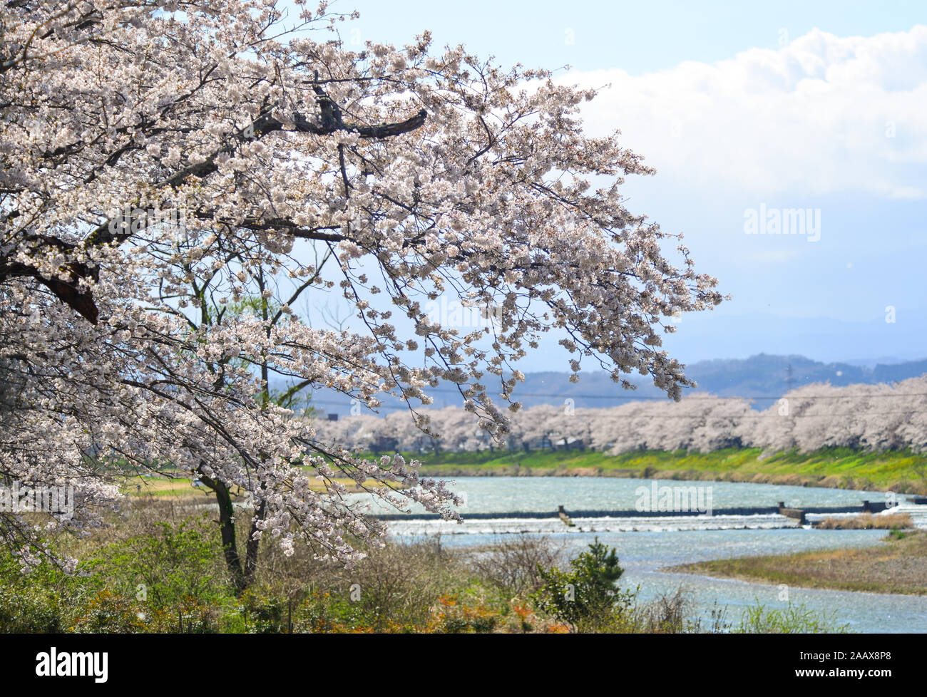 Cherry blossom (hanami) in Shiroishi, Japan. Cherry blossom festivals ...