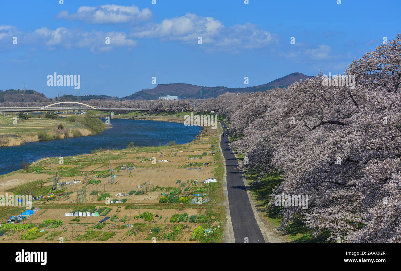 Cherry blossom (hanami) in Shiroishi, Japan. Cherry blossom festivals ...