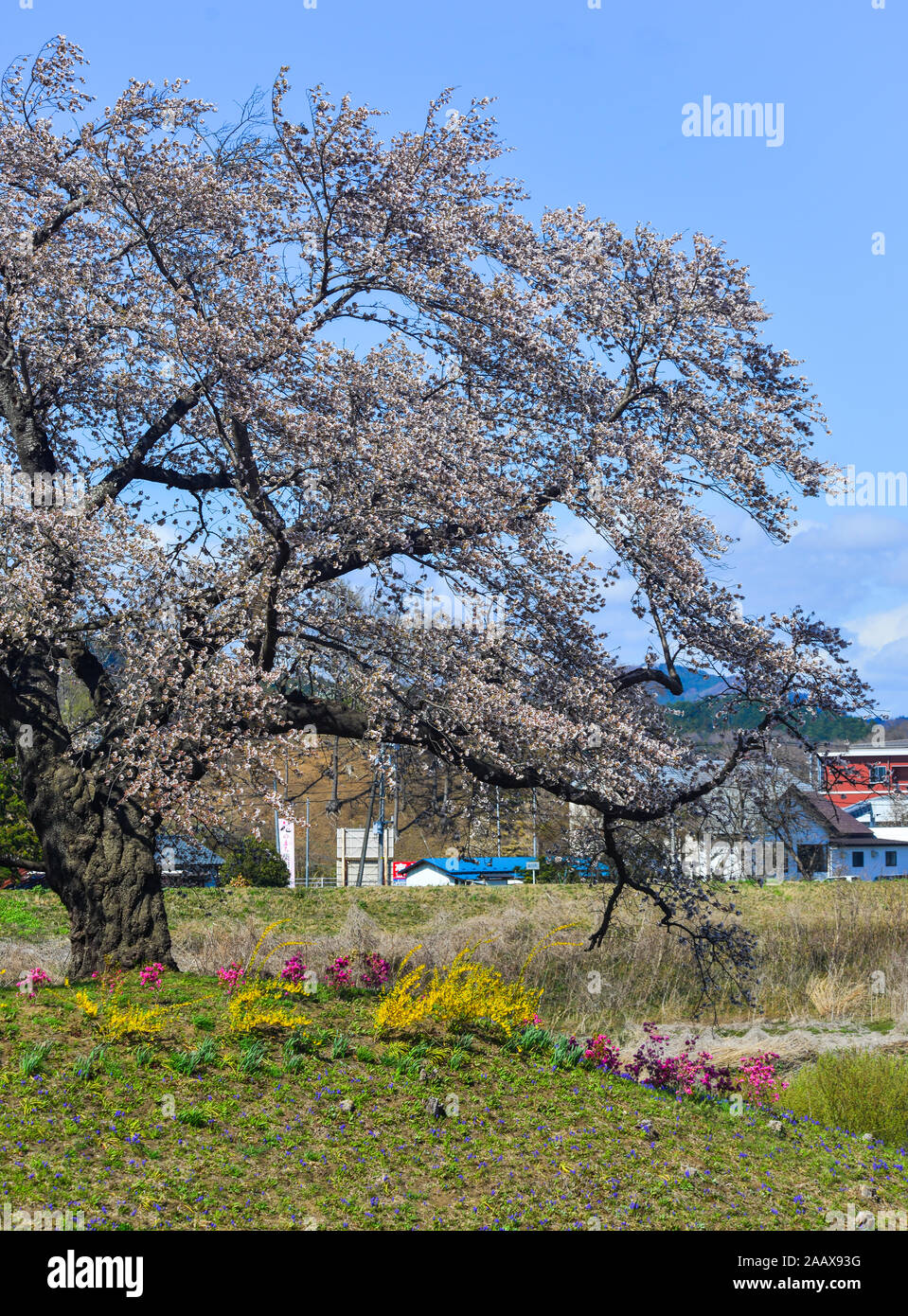 Cherry blossom (hanami) in Shiroishi, Japan. Cherry blossom festivals ...