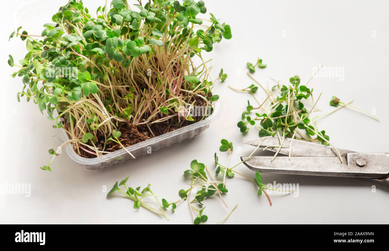 Cut seedling for healthy eating on white background Stock Photo - Alamy