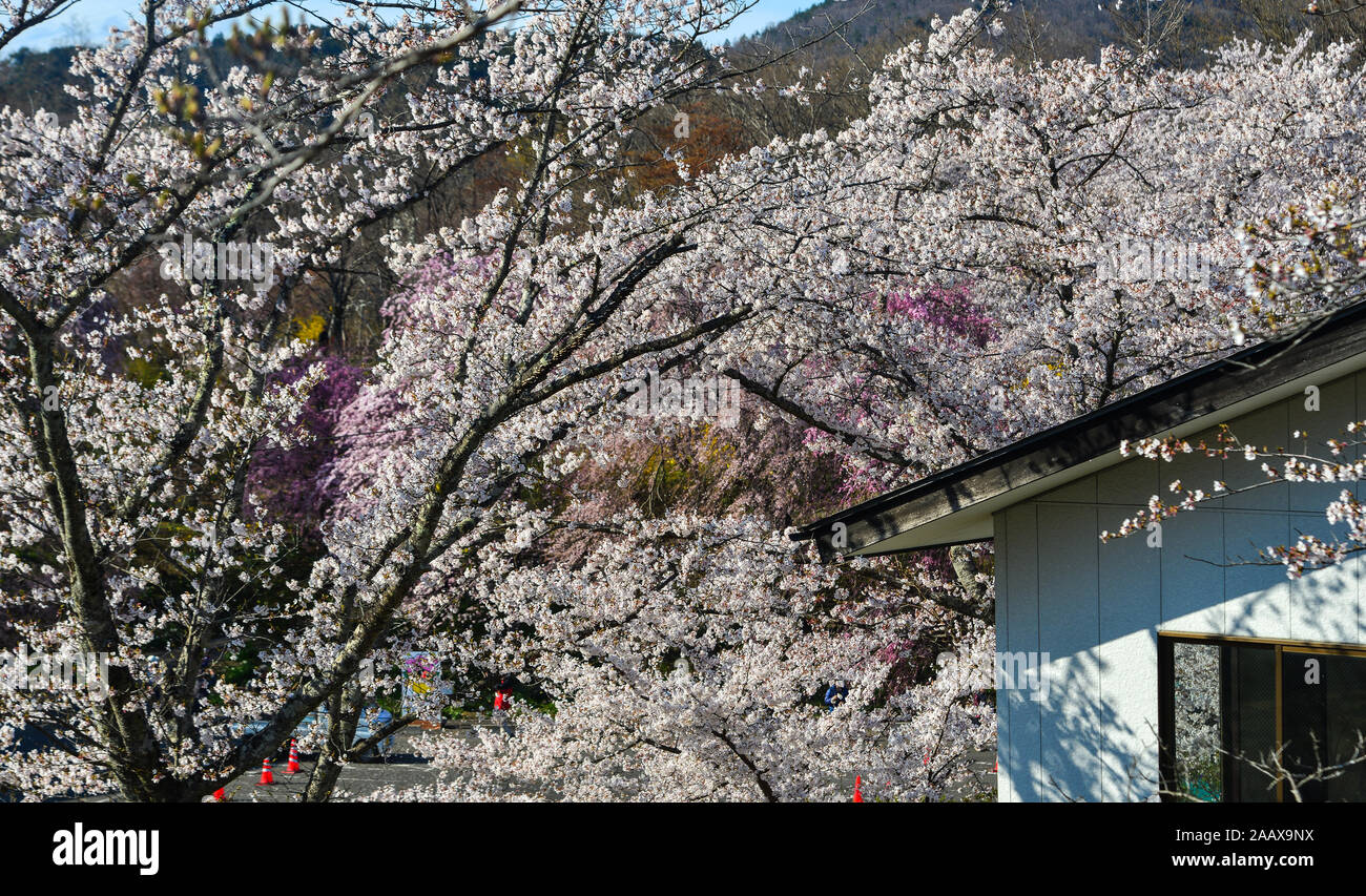 Cherry blossom (hanami) in Shiroishi, Japan. Cherry blossom festivals ...