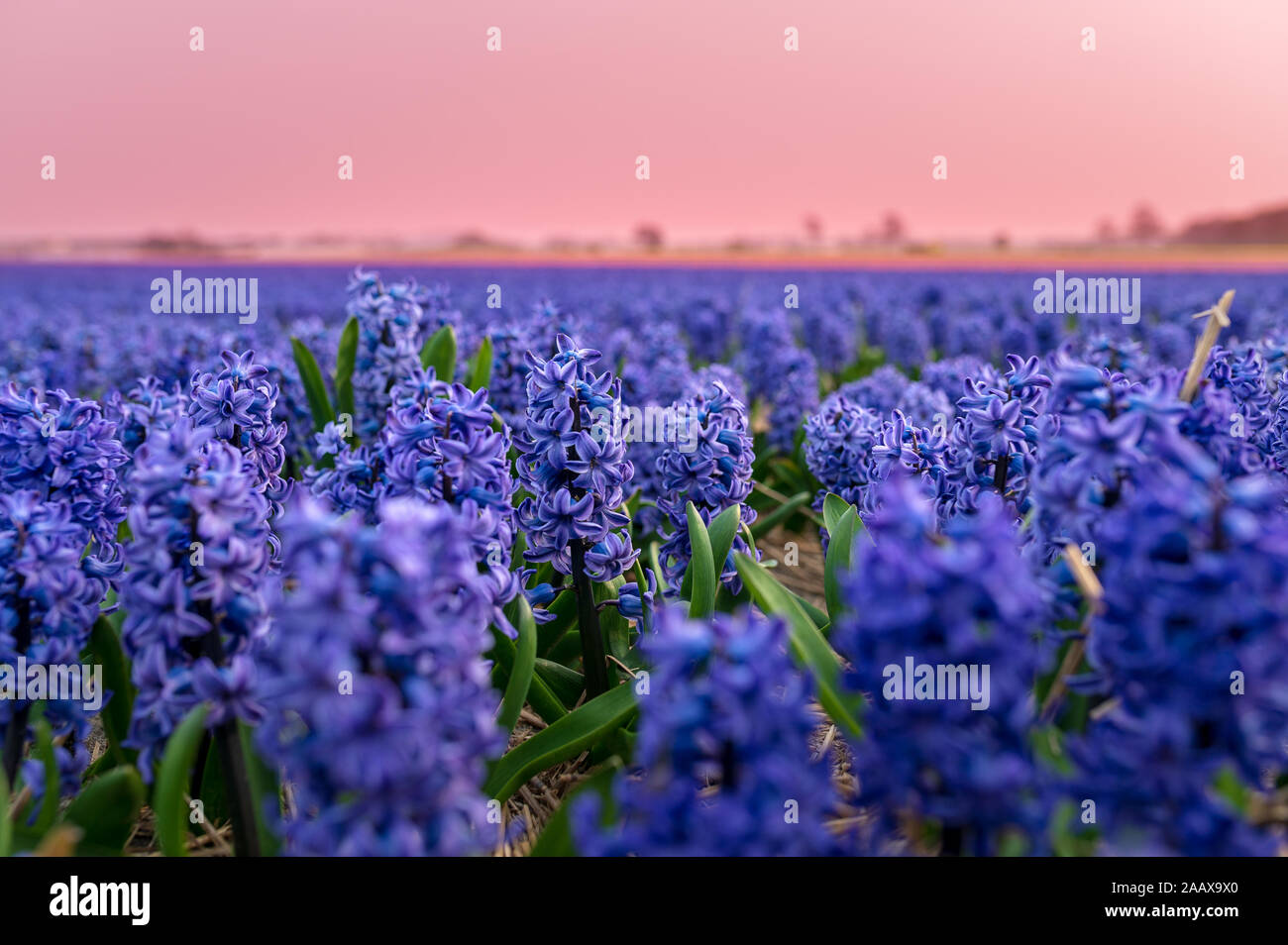 Field of blue hyacinths in Holland with colored sky Stock Photo - Alamy