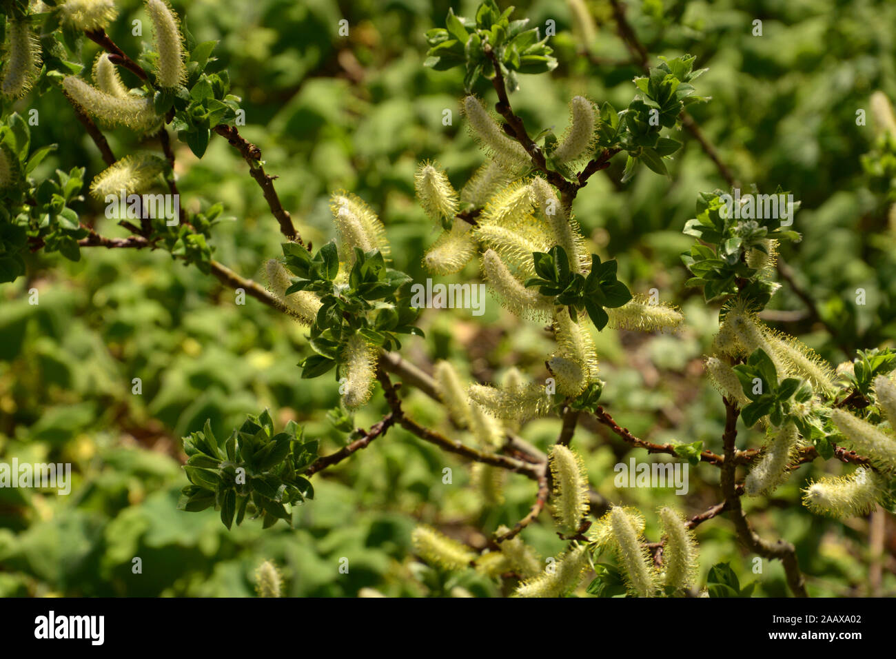 salix hastata flowers in march, blooming buds of willows or sallows as ...