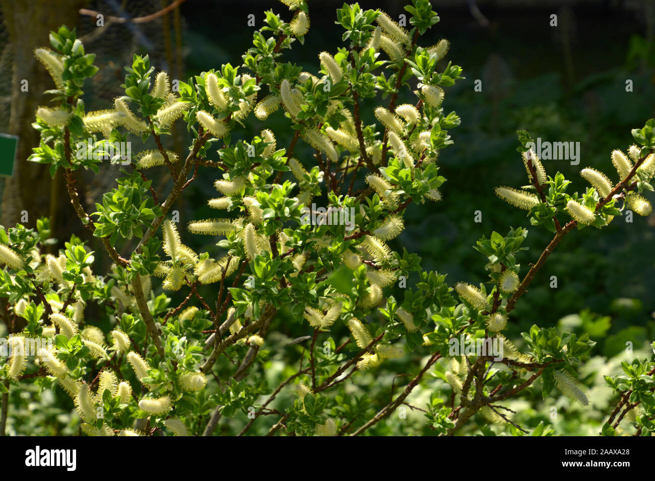nature early spring bloom alpine willows or osiers with new leaves and ...