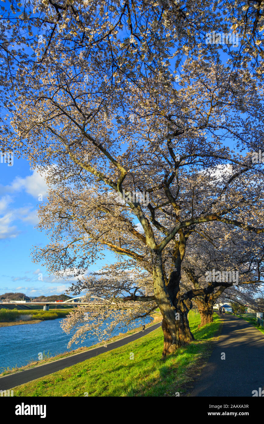 Cherry blossom (hanami) in Shiroishi, Japan. Cherry blossom festivals ...