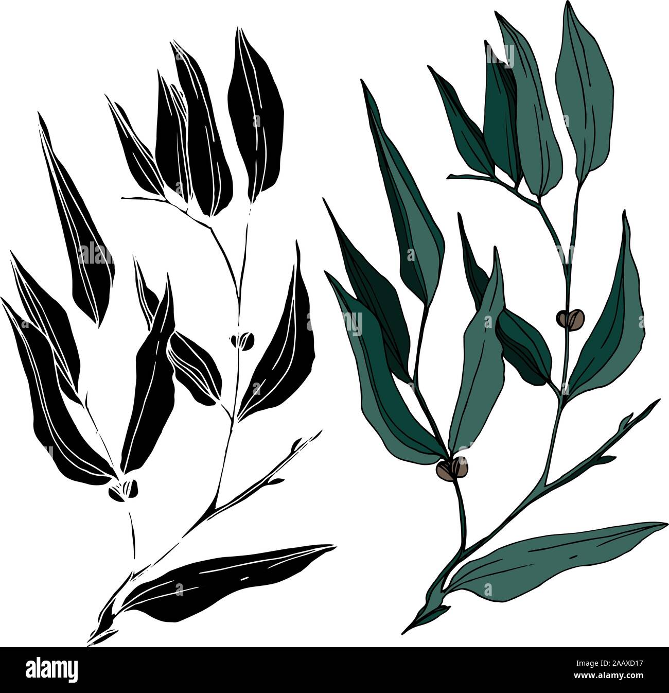 Vector Eucalyptus tree leaves. Black and white engraved ink art ...