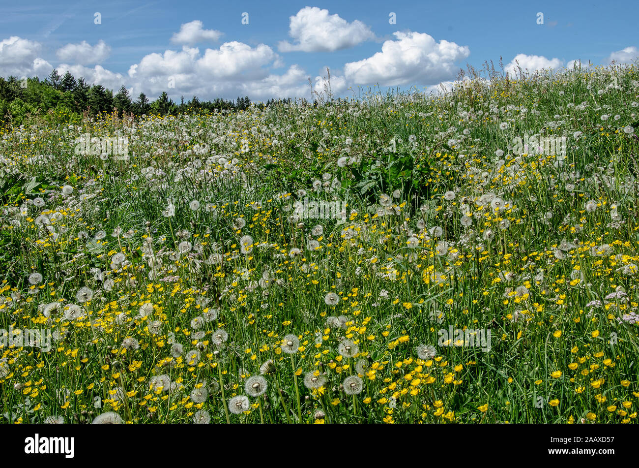 Meadow plants food plants for insects hi-res stock photography and ...