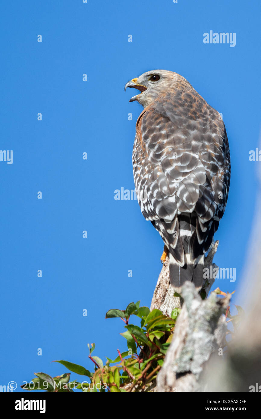 Red tailed hawk portrait detail hi-res stock photography and images - Alamy