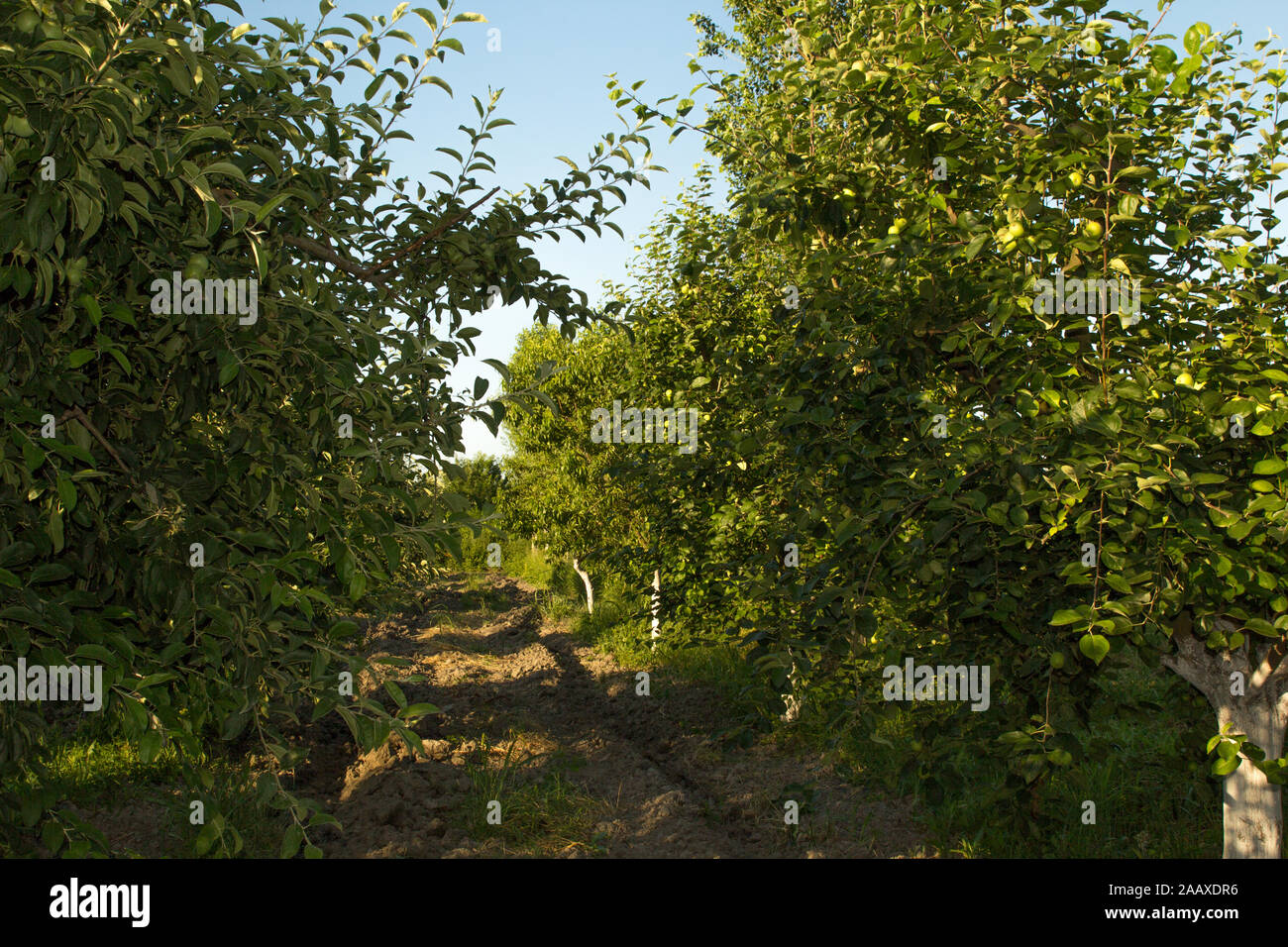 Apple garden in the countryside Stock Photo - Alamy