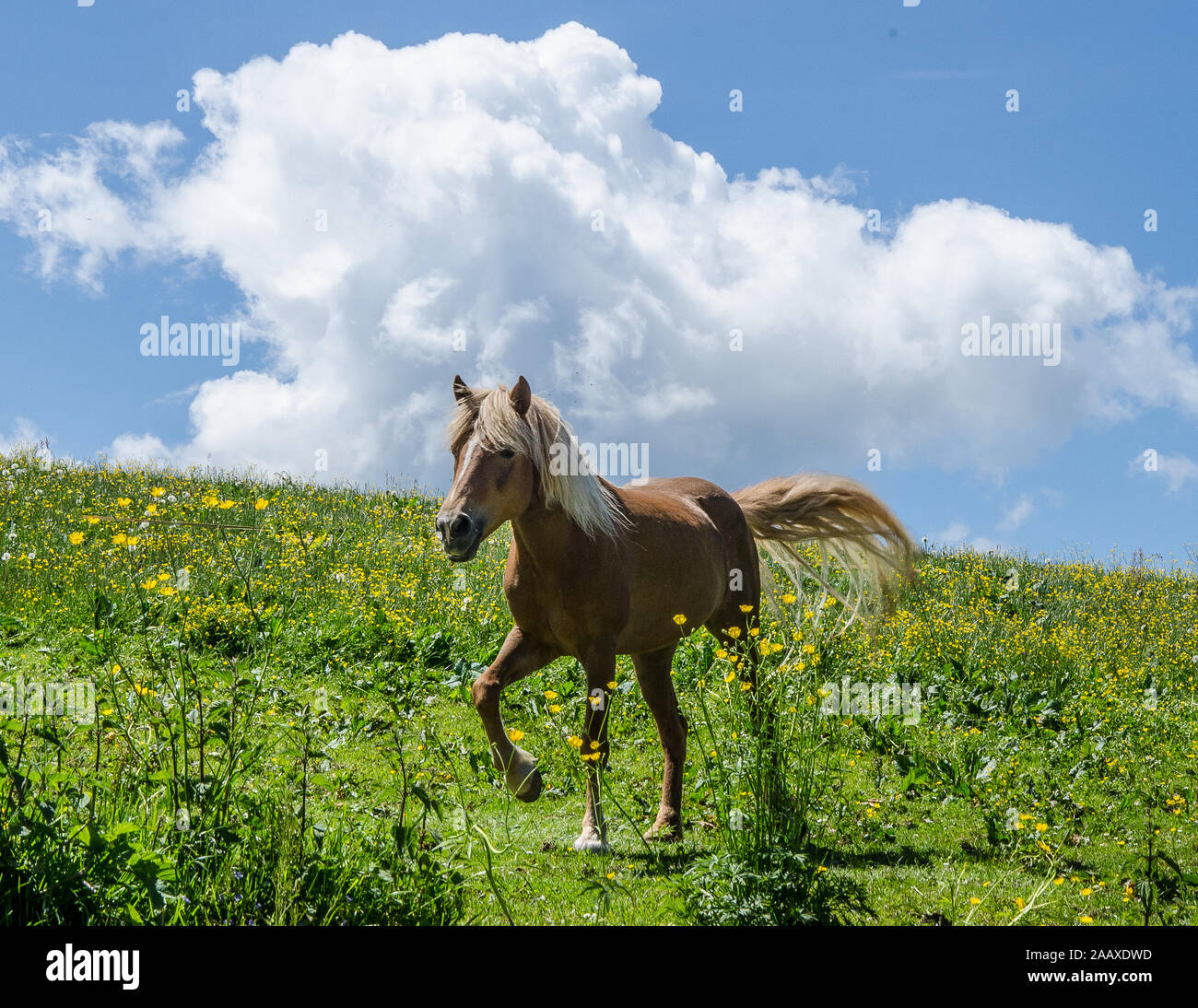 Species rich meadows hi-res stock photography and images - Alamy
