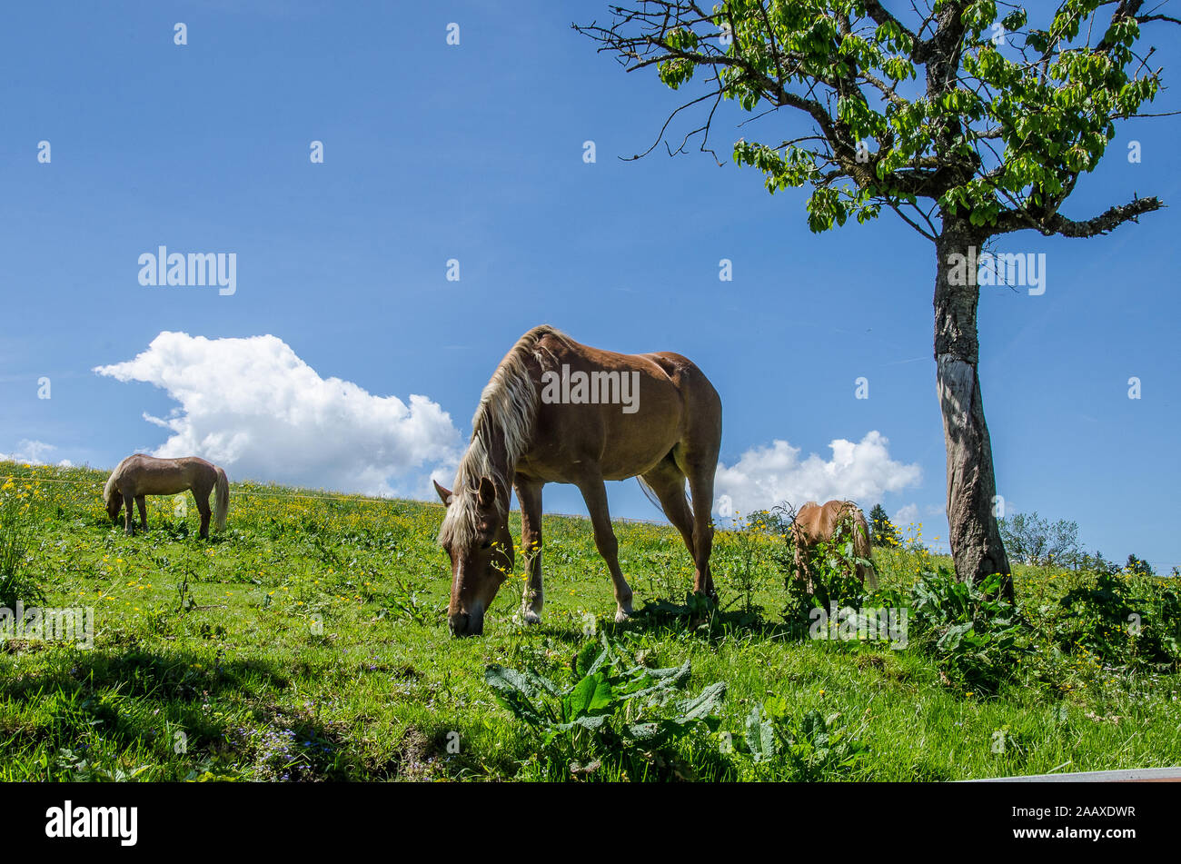 Species rich meadows hi-res stock photography and images - Alamy