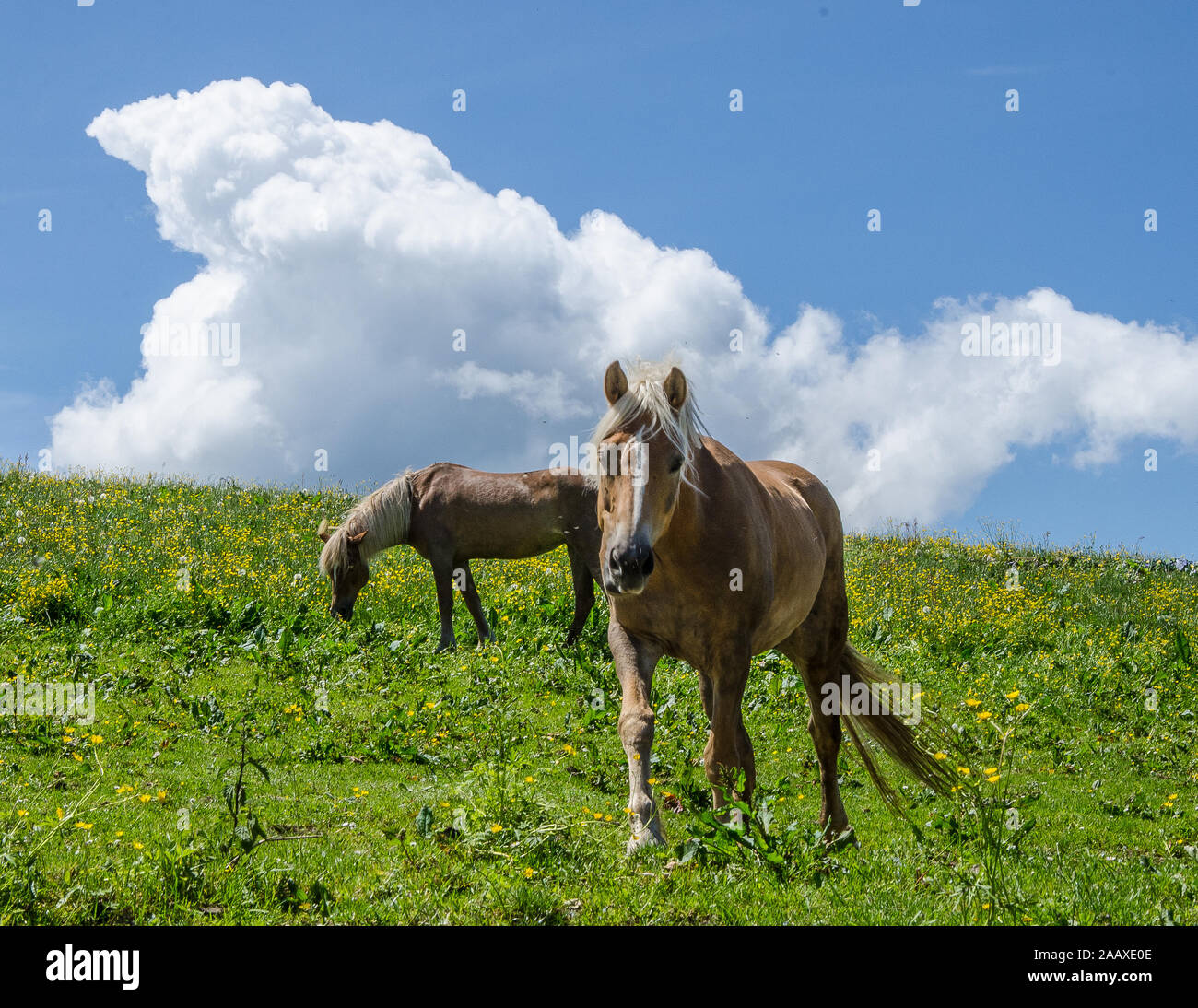 Species rich meadows hi-res stock photography and images - Alamy
