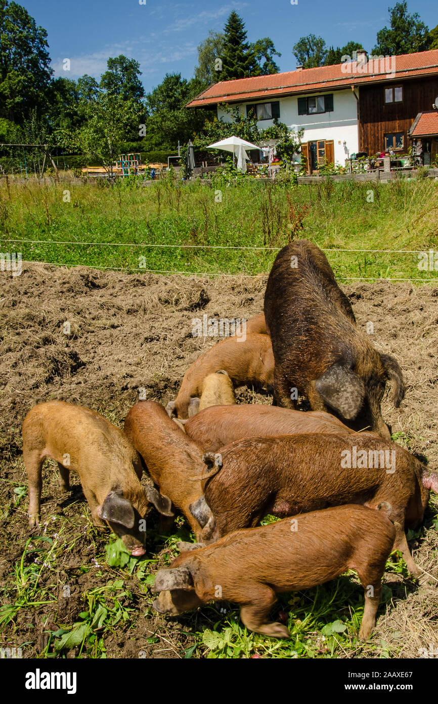 Crosses of the jersey red and new yorks older duroc hi-res stock ...