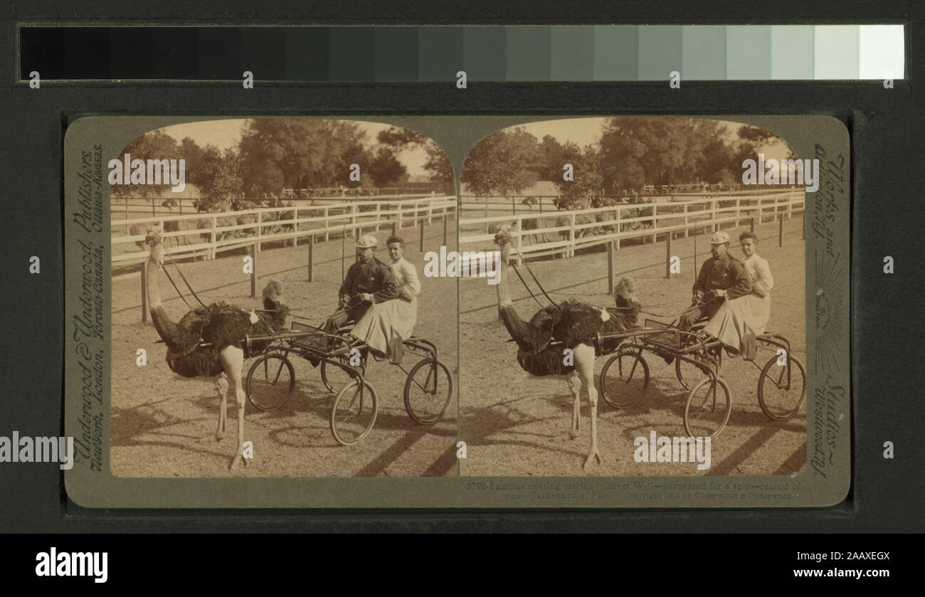 Famous trotting ostrich Oliver, W - harnessed for a spin - record of ...