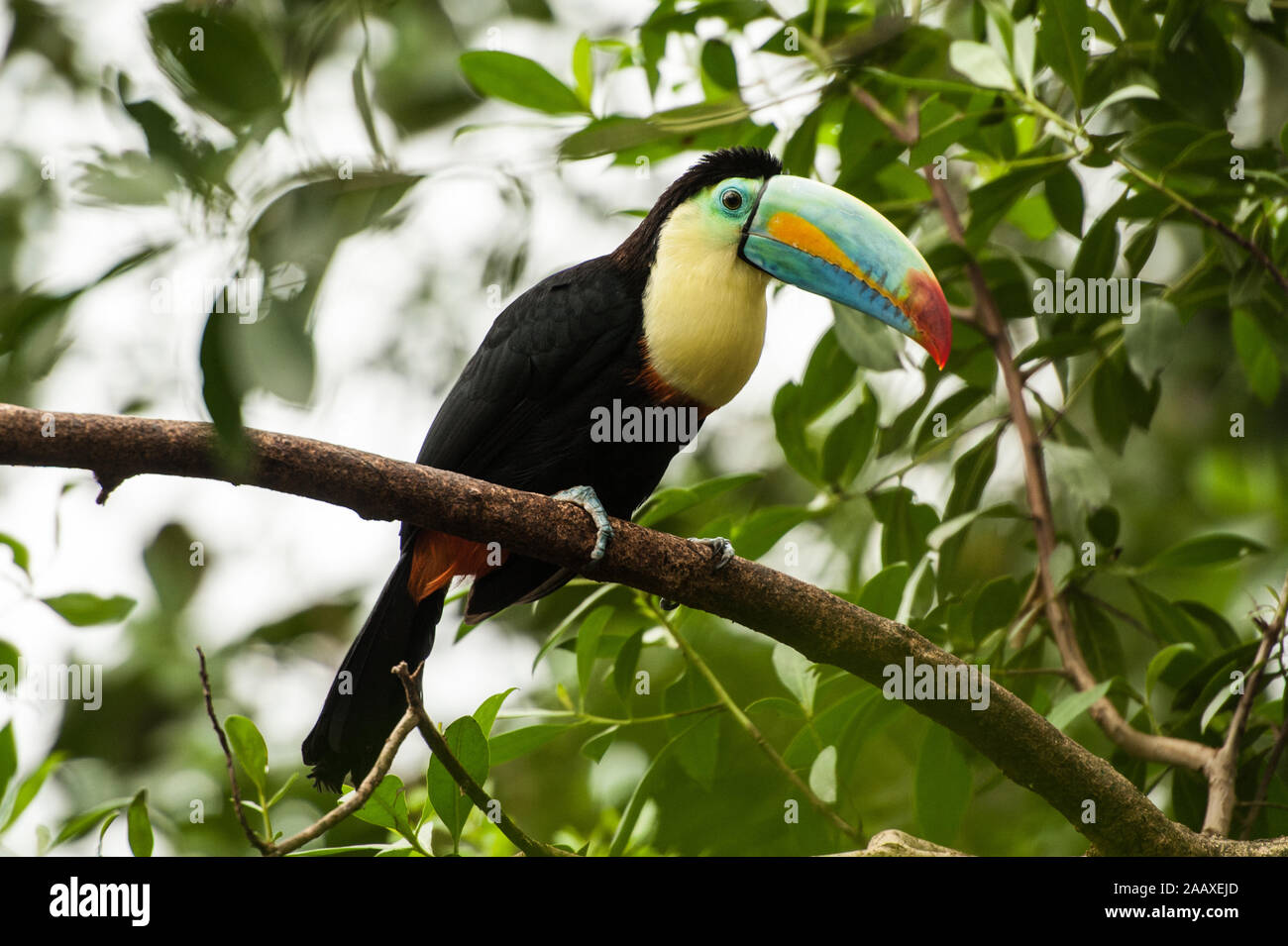 Toucan observation hi-res stock photography and images - Alamy
