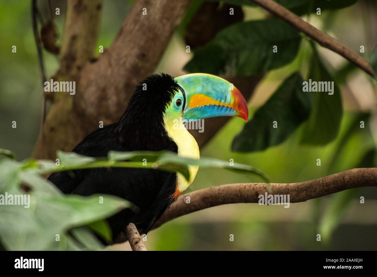 Toucan peak hi-res stock photography and images - Alamy