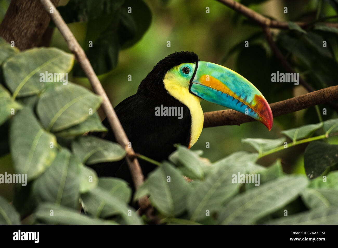Costa rica toucan spotting hi-res stock photography and images - Alamy
