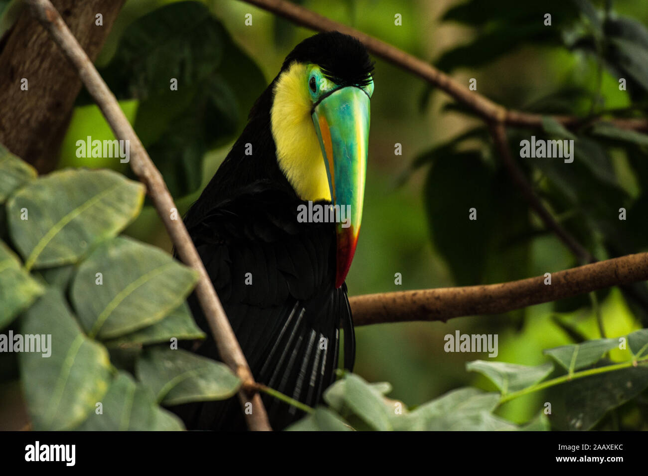 Toucan observation hi-res stock photography and images - Alamy
